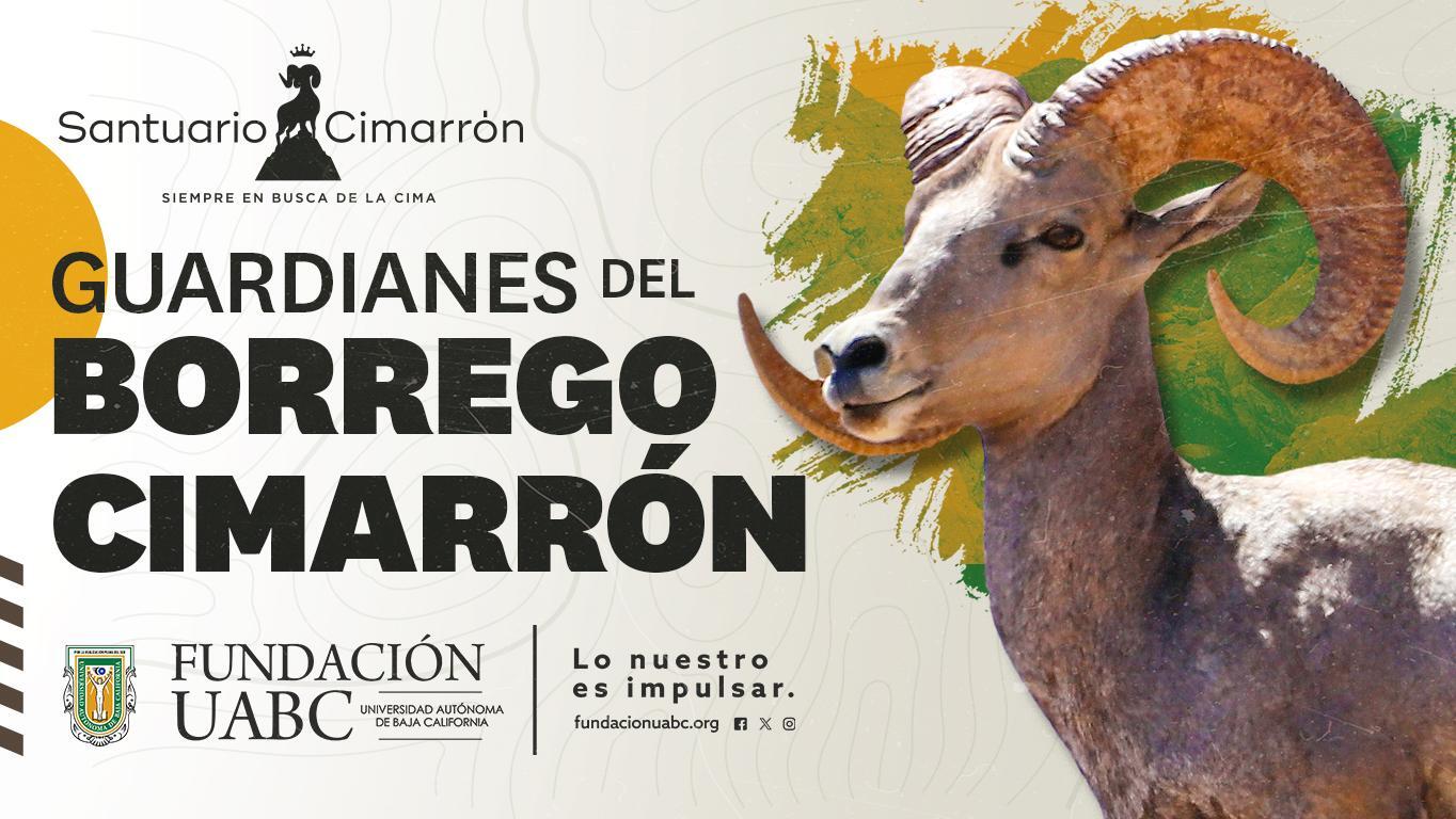 La Fundación UABC lanza la campaña Guardianes del Borrego Cimarrón – Fundación UABC